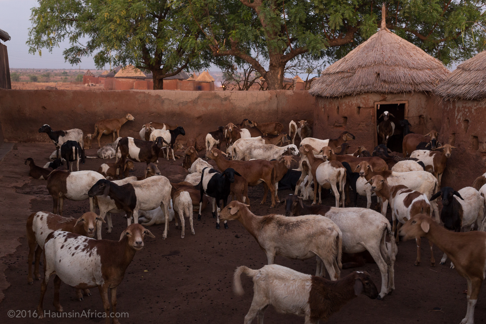 Sheep Belonging to a Bi-Vocational Pastor - The Hauns in Africa