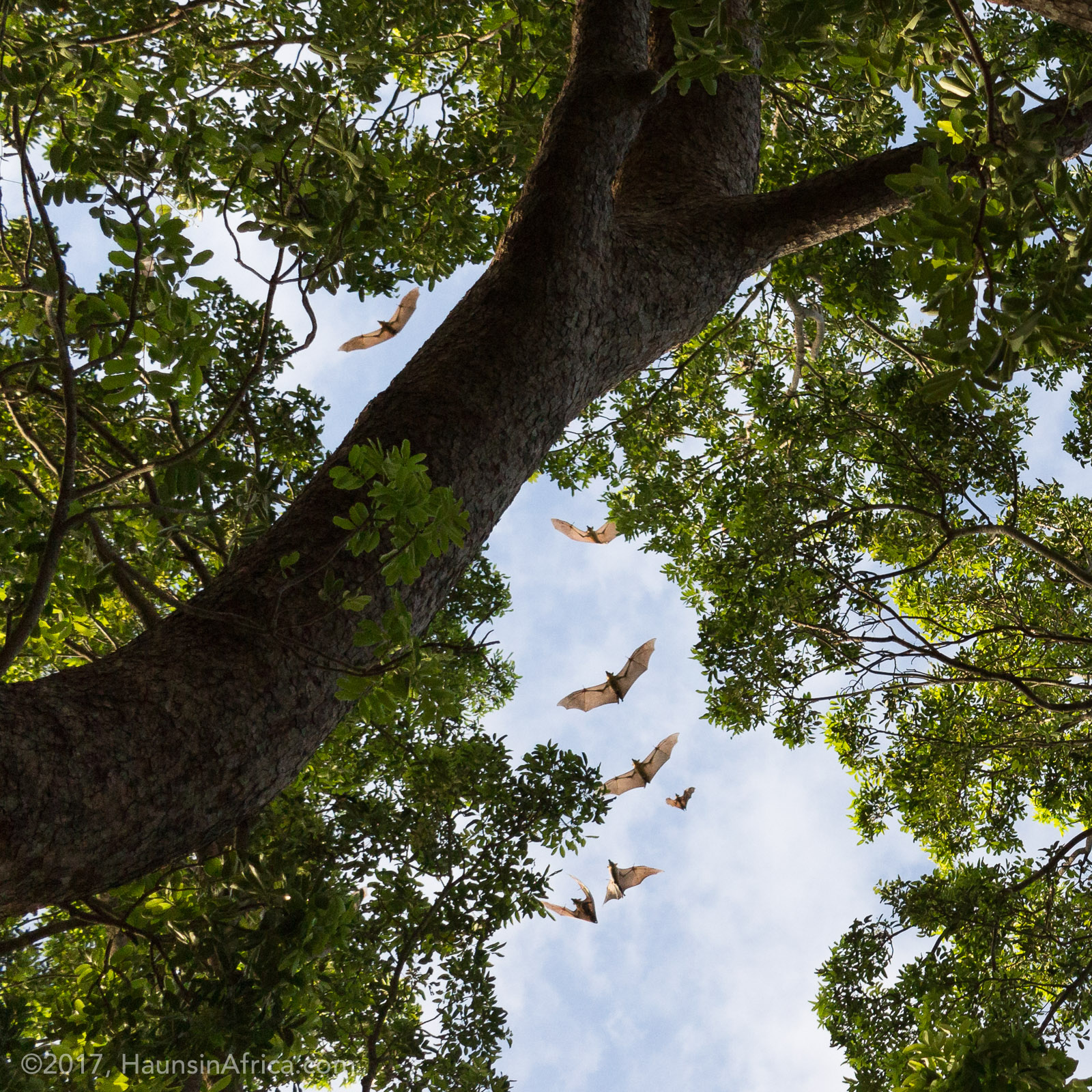 Bats!!! - The Hauns in Africa