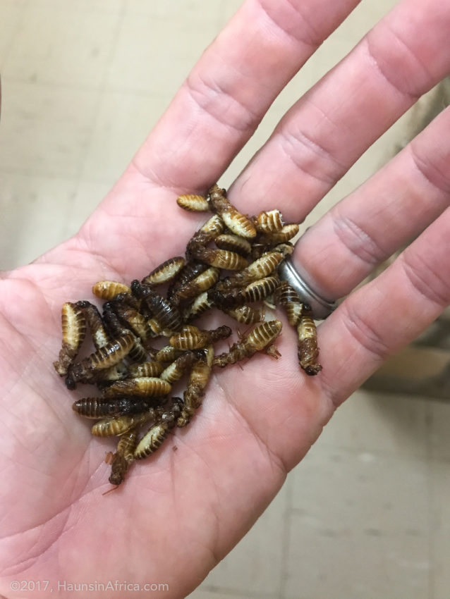 Tasty Termite Treats - The Hauns in Africa