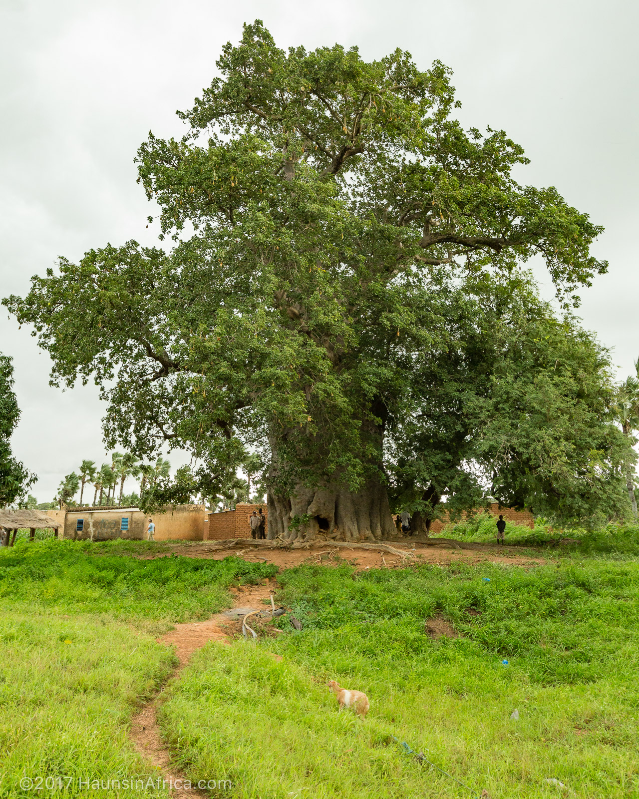 The Sacred Baobab of Toumousséni, Burkina Faso - The Hauns in Africa