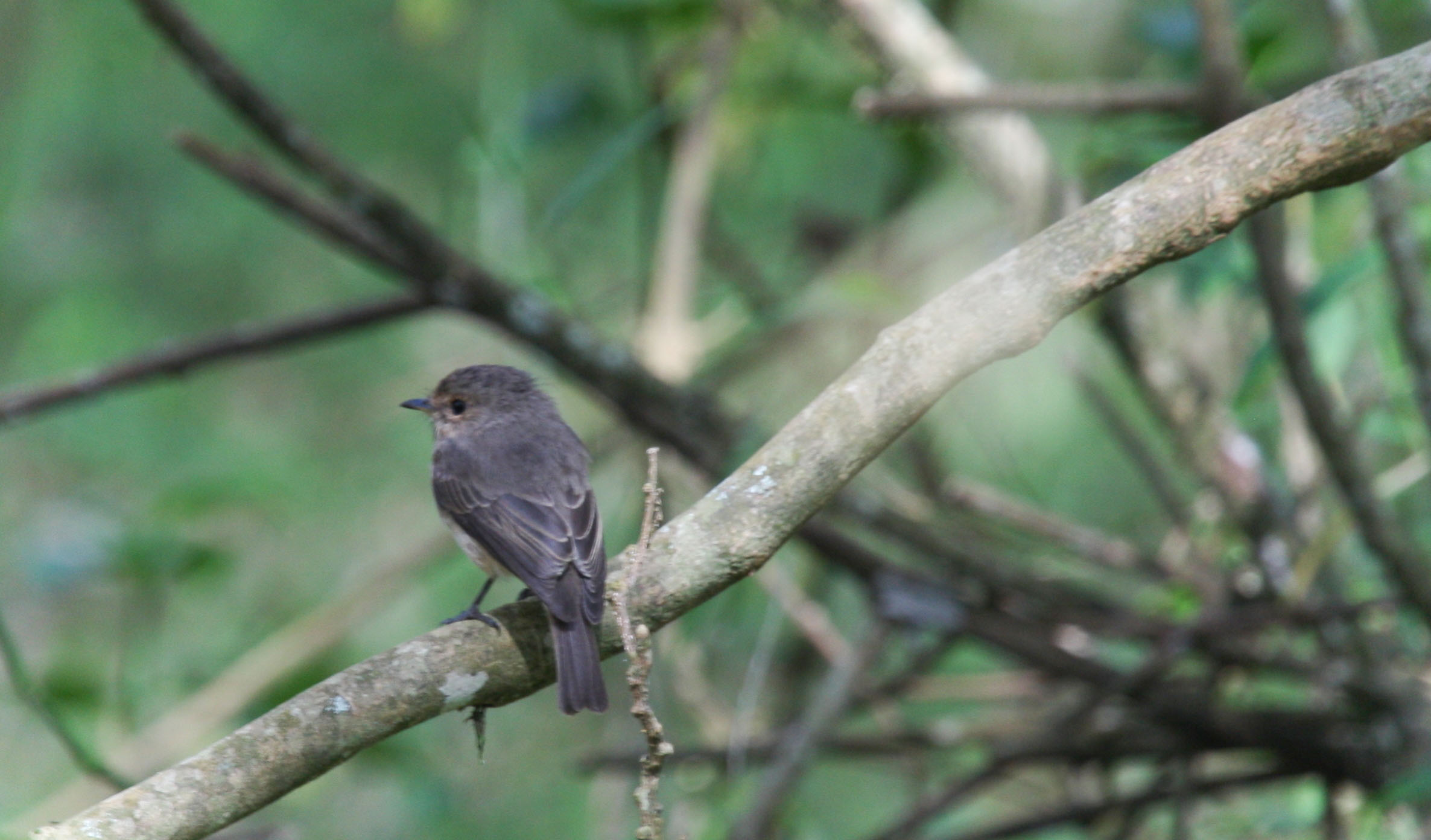 Gambaga's Bird (Muscicapa Gambagae) - The Hauns in Africa