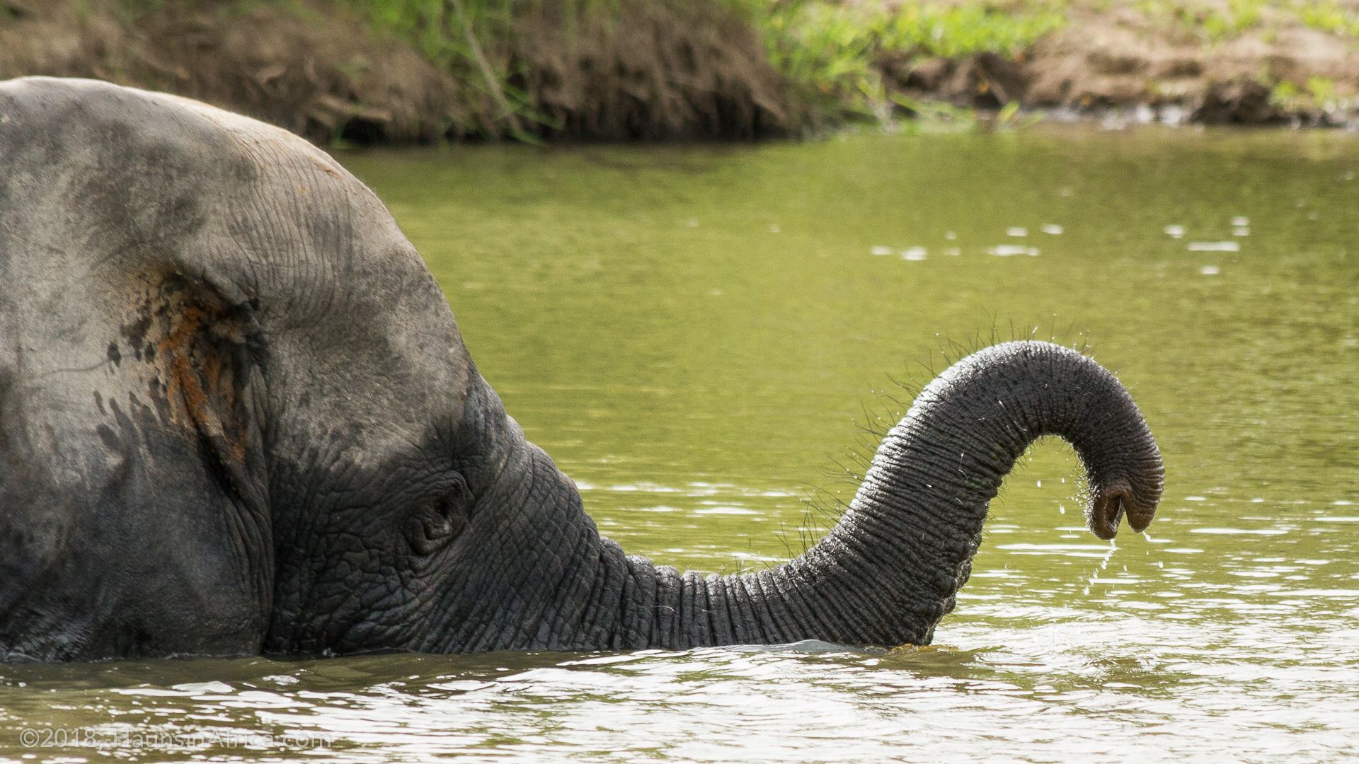 Elephants in June at Mole National Park - The Hauns in Africa