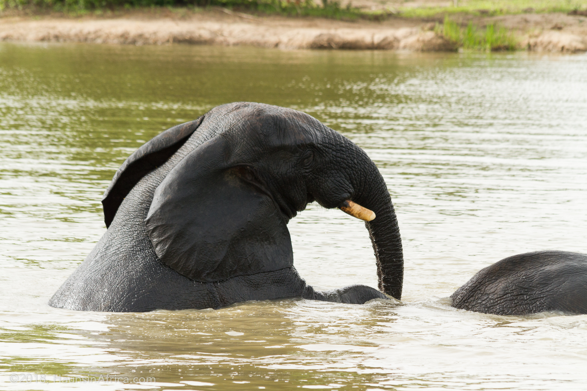 Elephants in June at Mole National Park - The Hauns in Africa