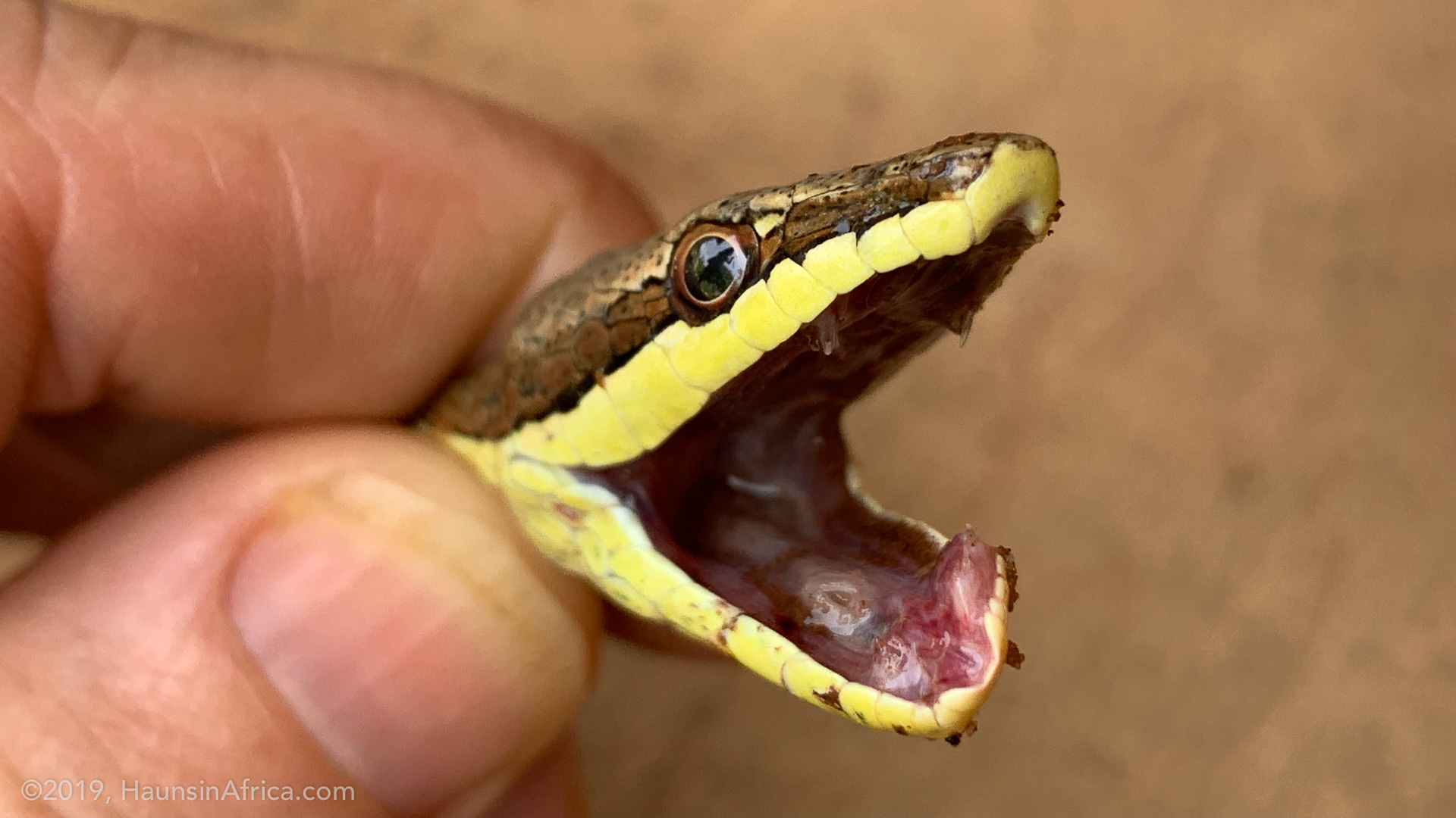 Ghana's Striped Beauty Snake - The Hauns in Africa