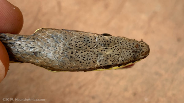 Ghana's Striped Beauty Snake - The Hauns in Africa