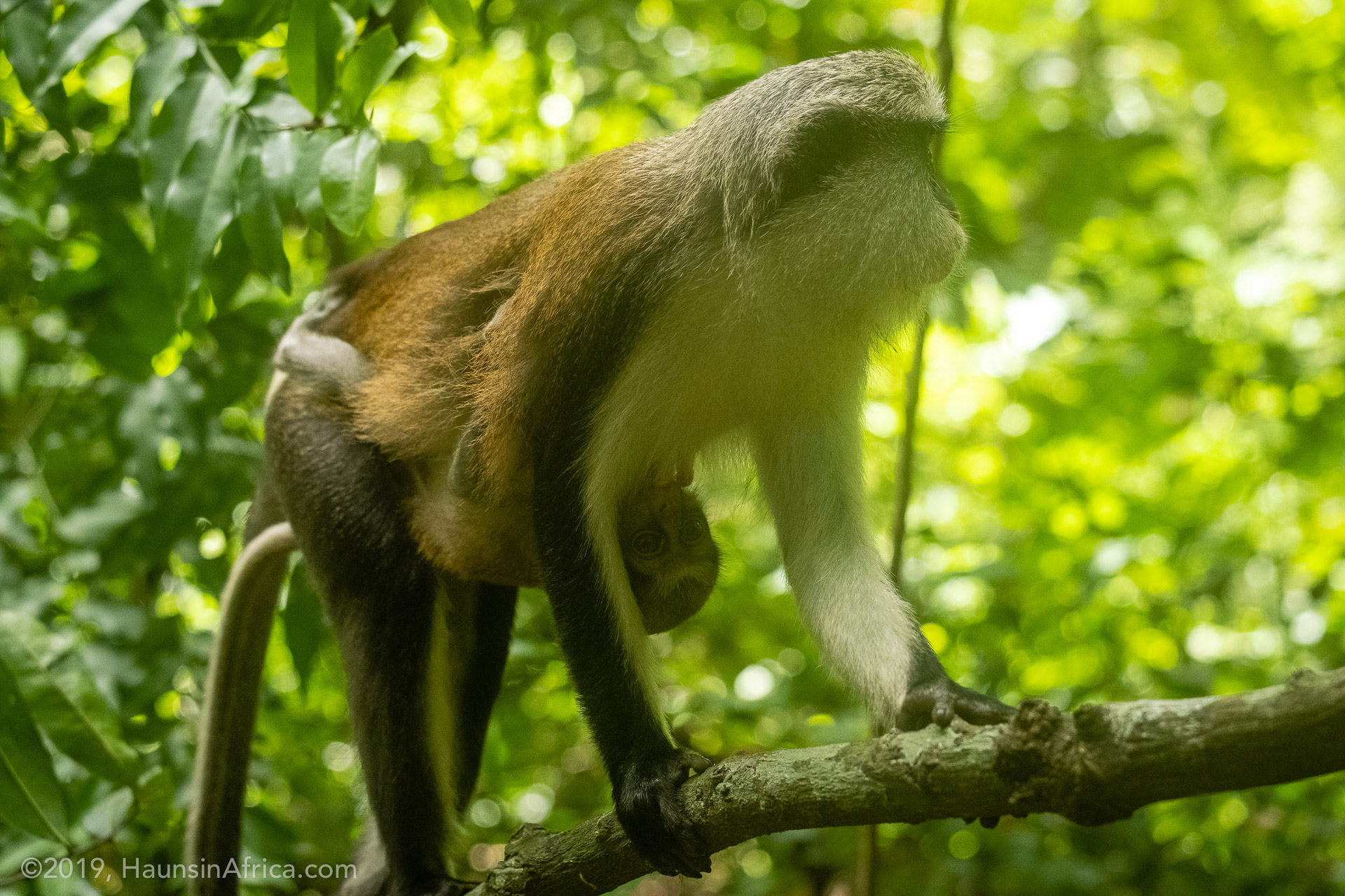 Tafi Atome Monkey Sanctuary - The Hauns in Africa