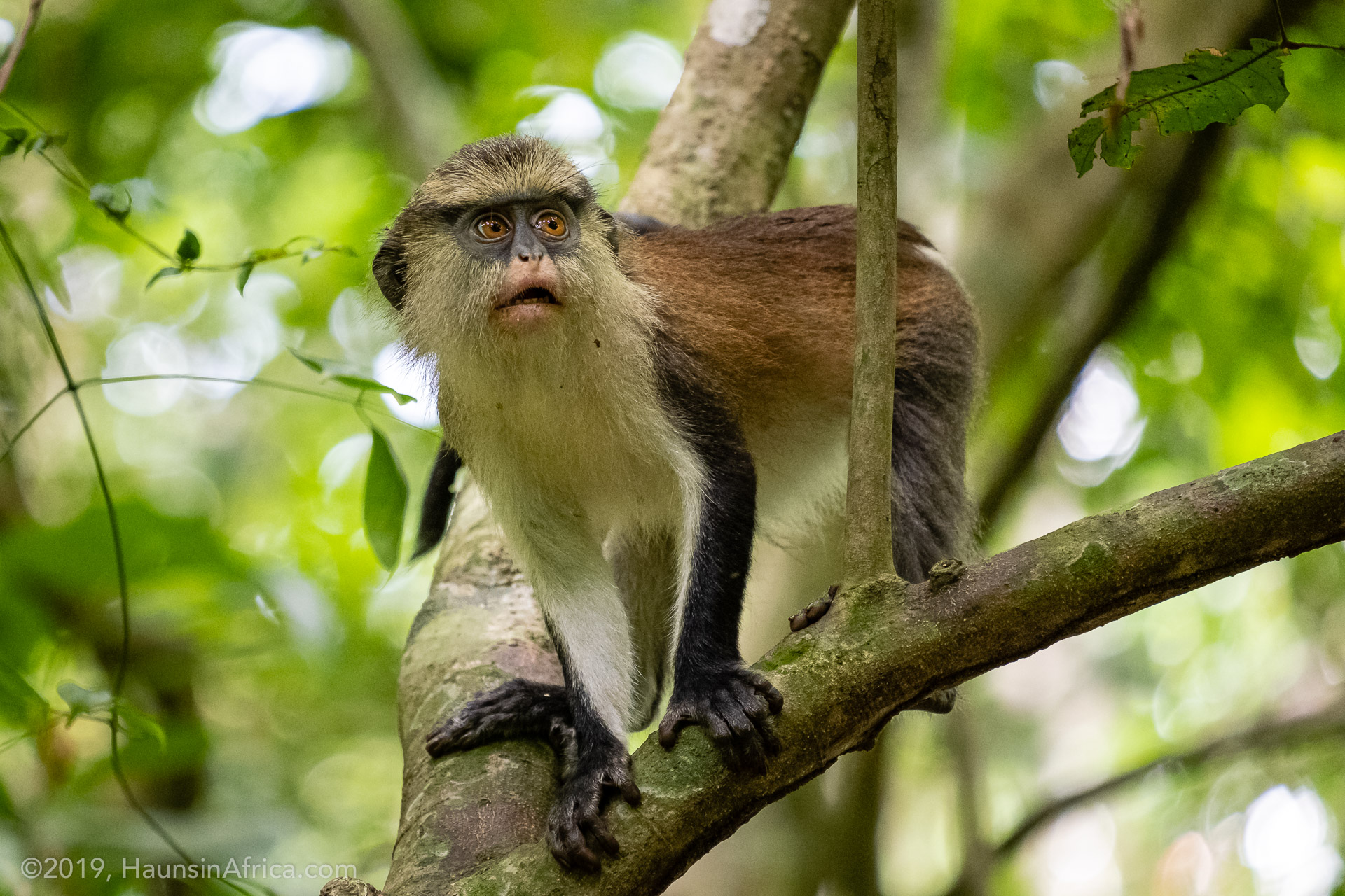 Tafi Atome Monkey Sanctuary - The Hauns in Africa