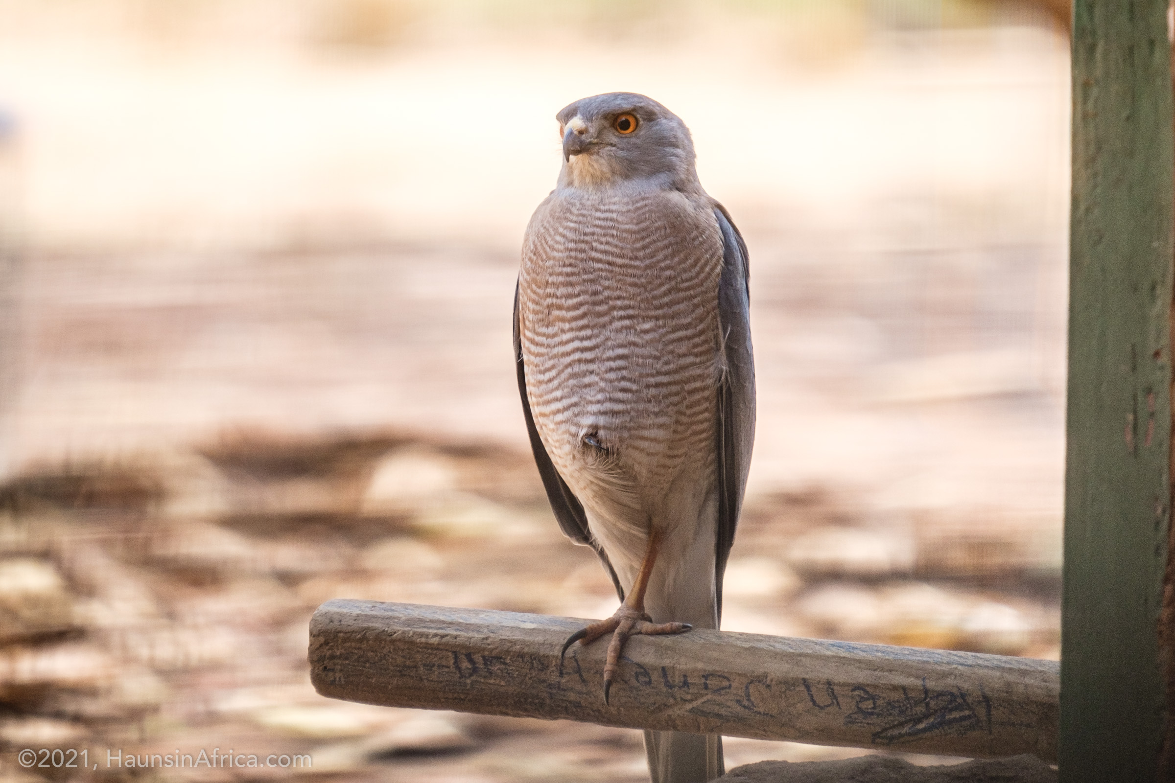 Shikra on the Back Porch - The Hauns in Africa