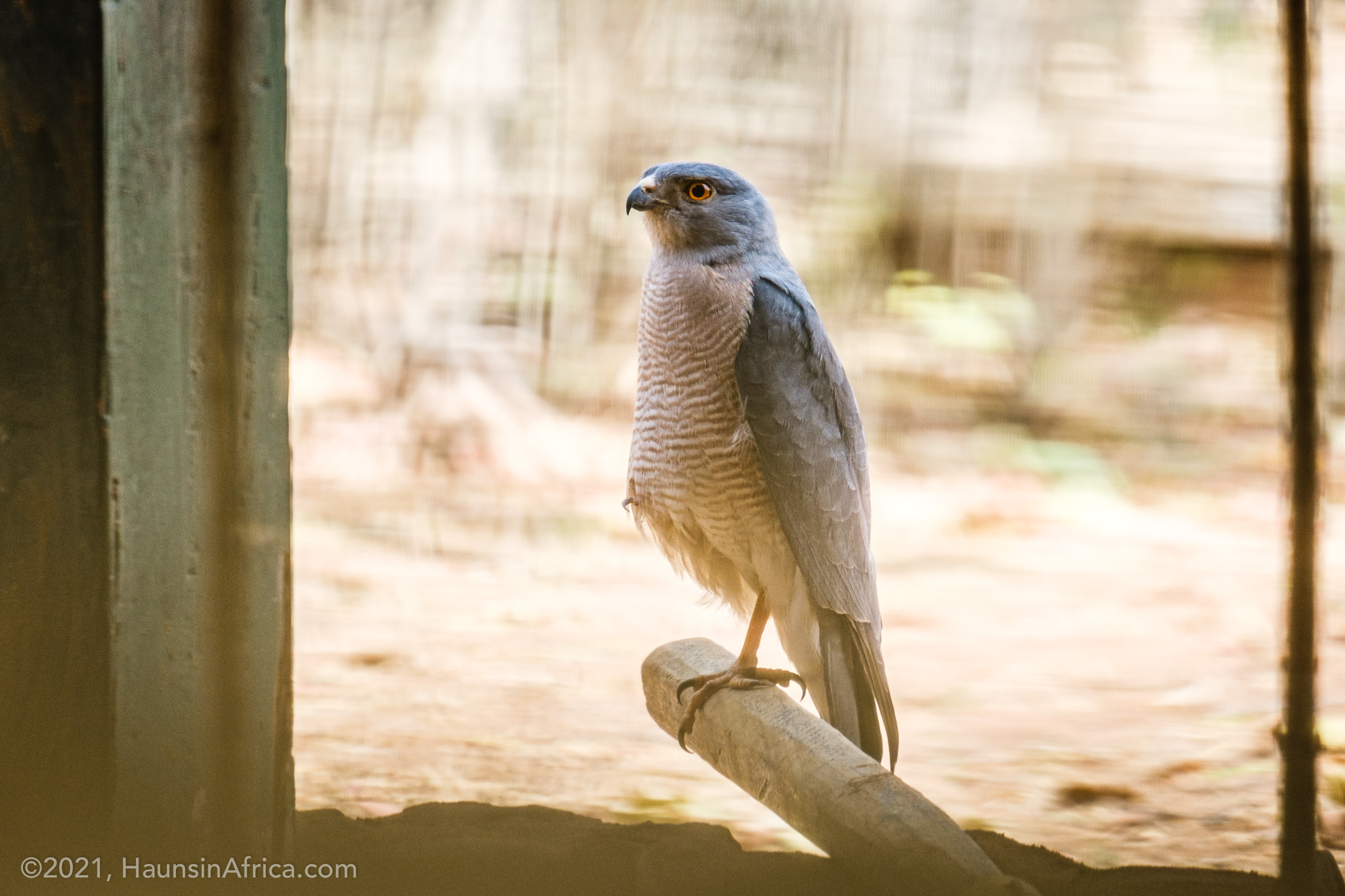 Shikra on the Back Porch - The Hauns in Africa