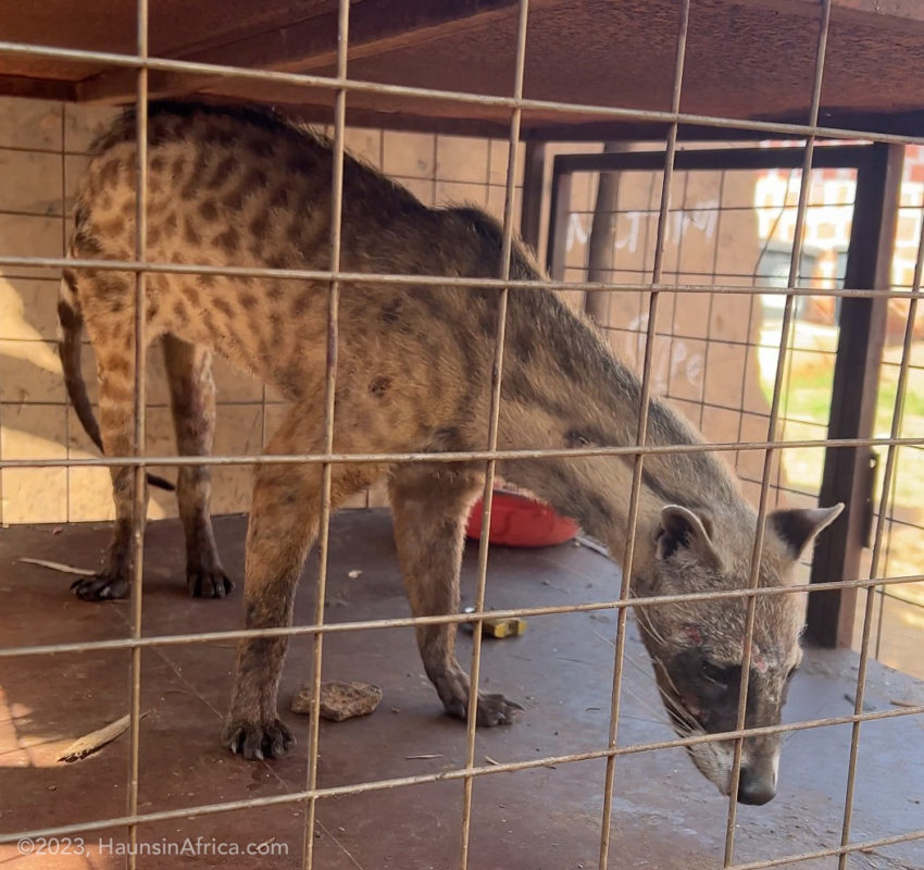 Our African Civet - The Hauns in Africa