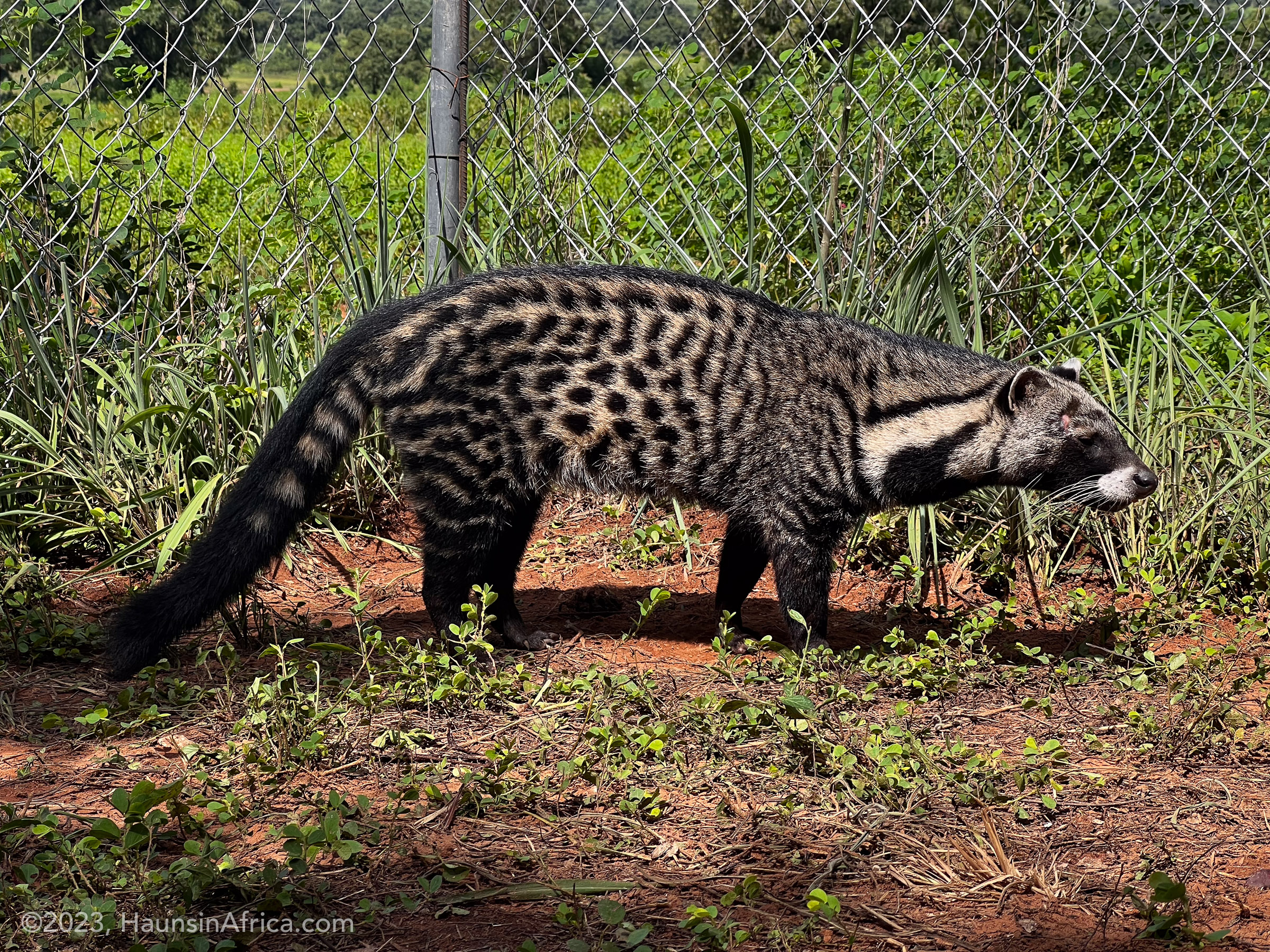 African Civet vs Wolverine - Bestiary
