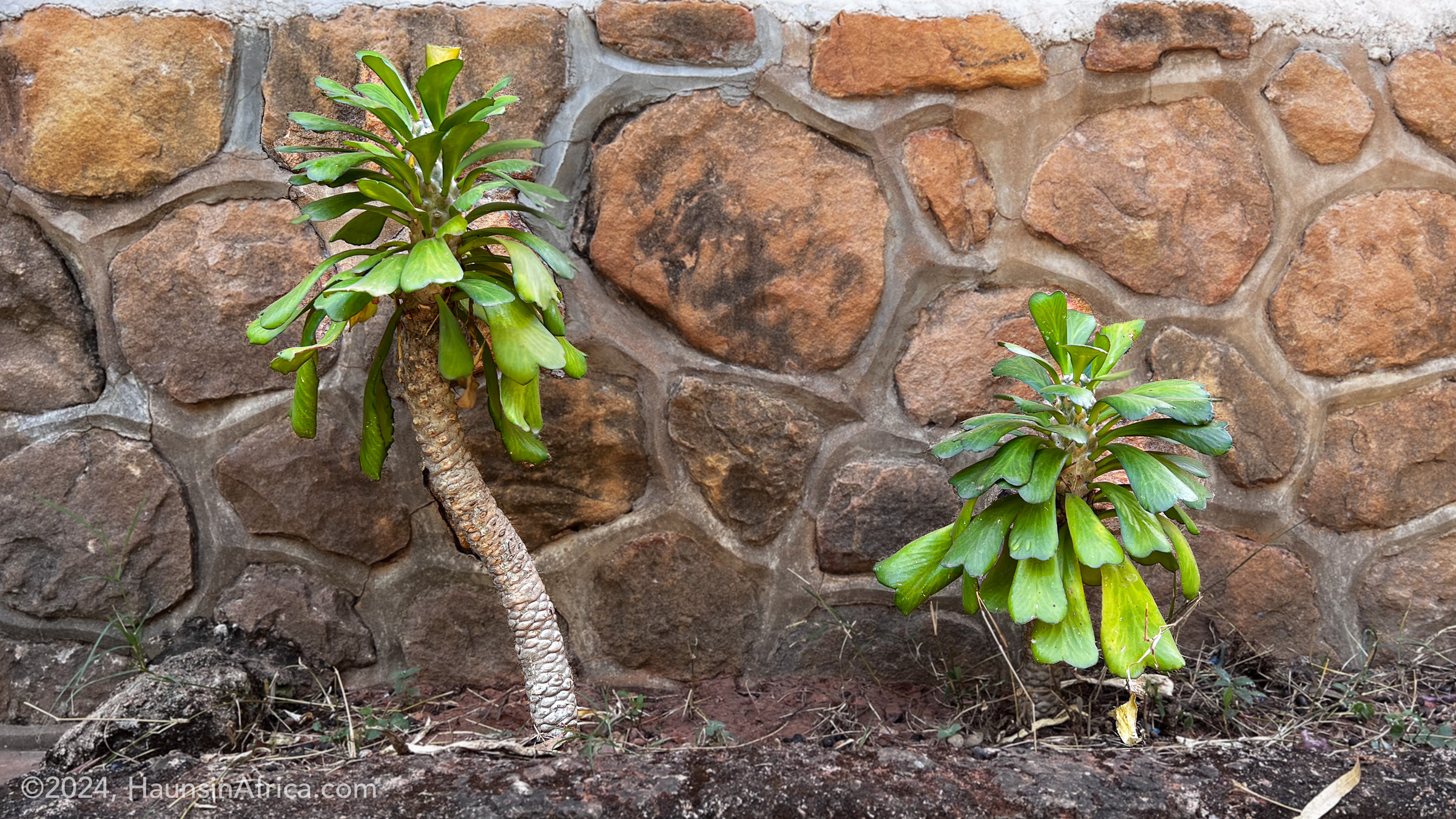 Euphorbia poissonii - Ghana's Fantasically Poisonous Plant - The Hauns ...