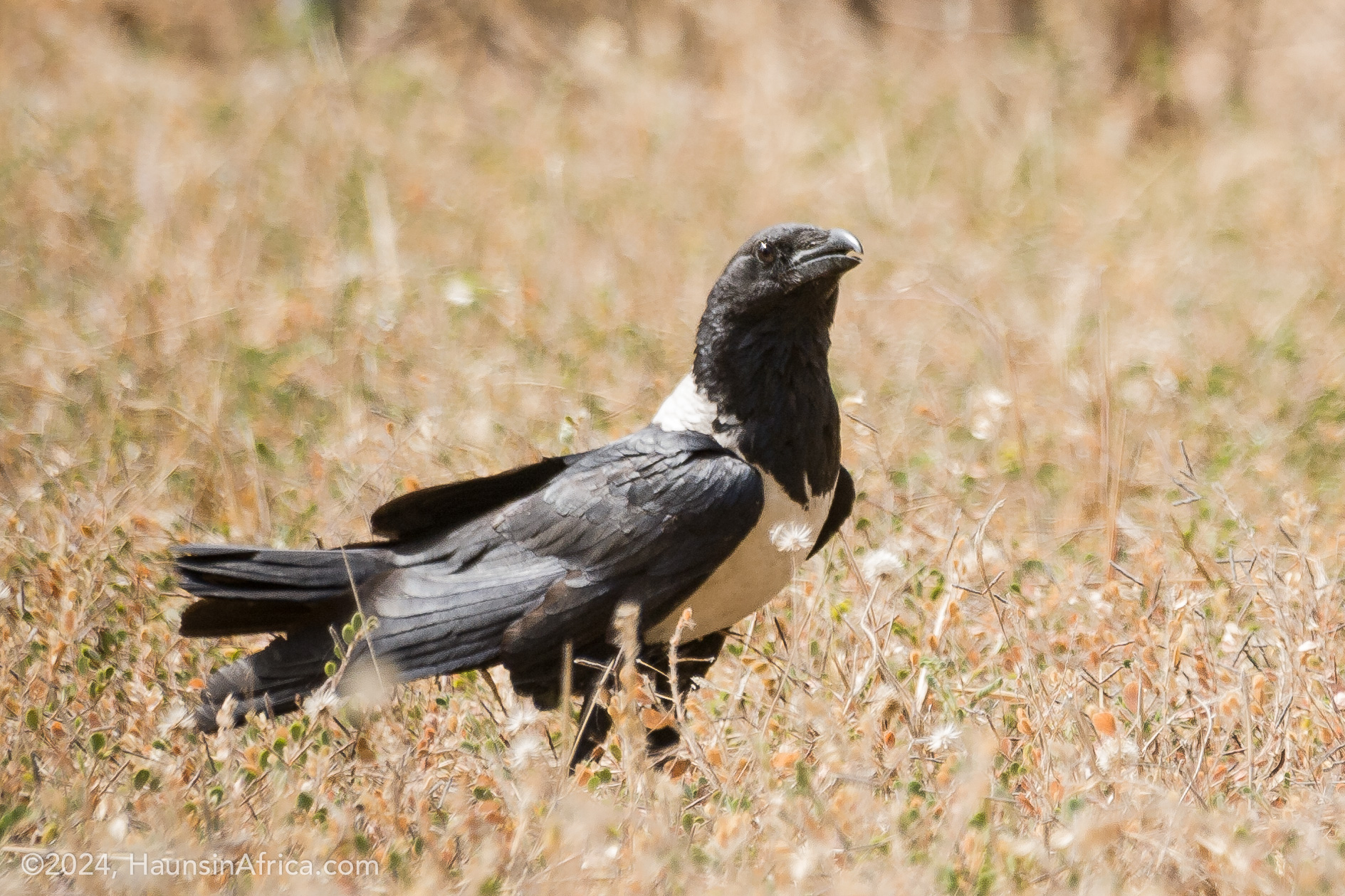Birds of Northern Ghana - The Hauns in Africa