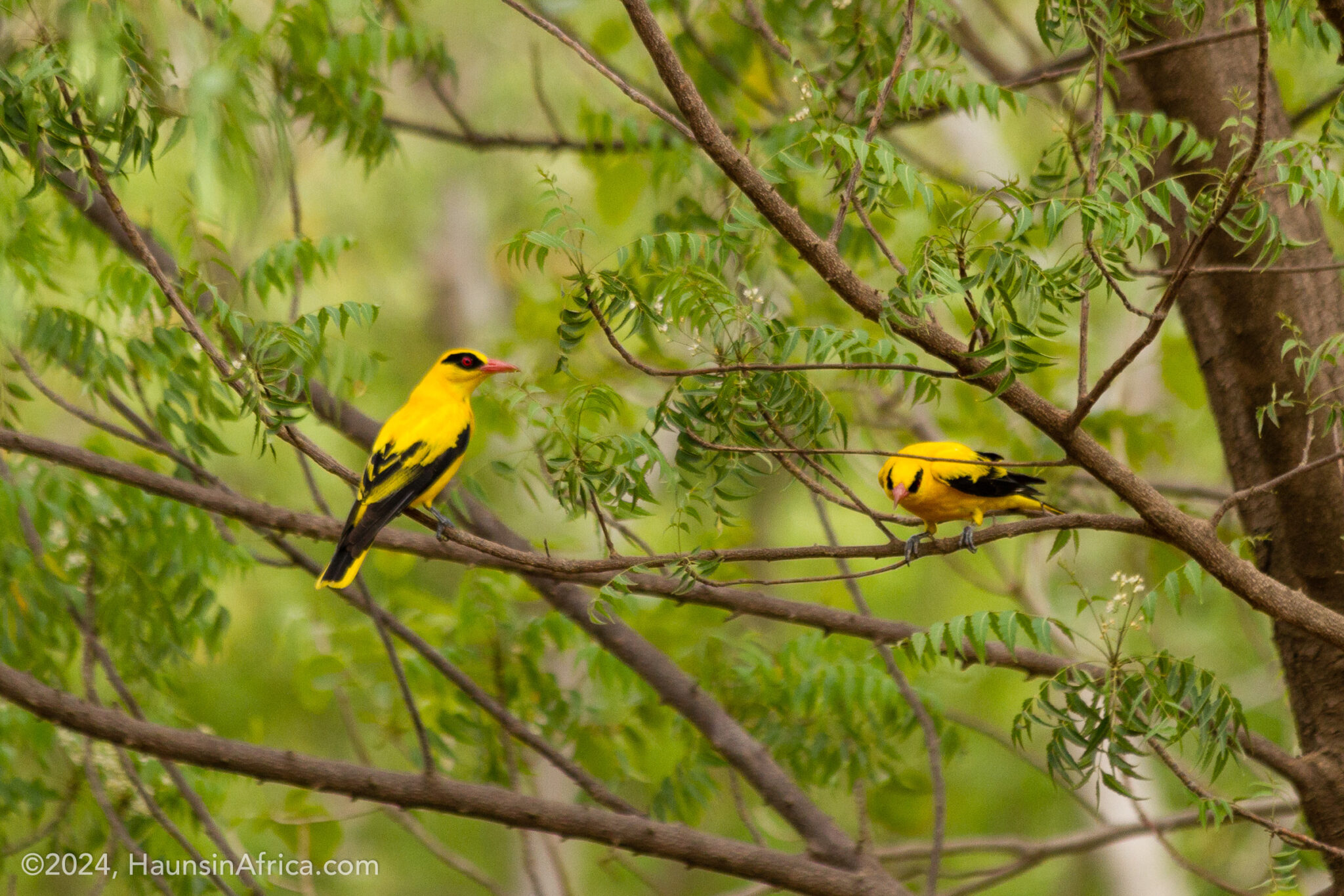 Birds of Northern Ghana - The Hauns in Africa