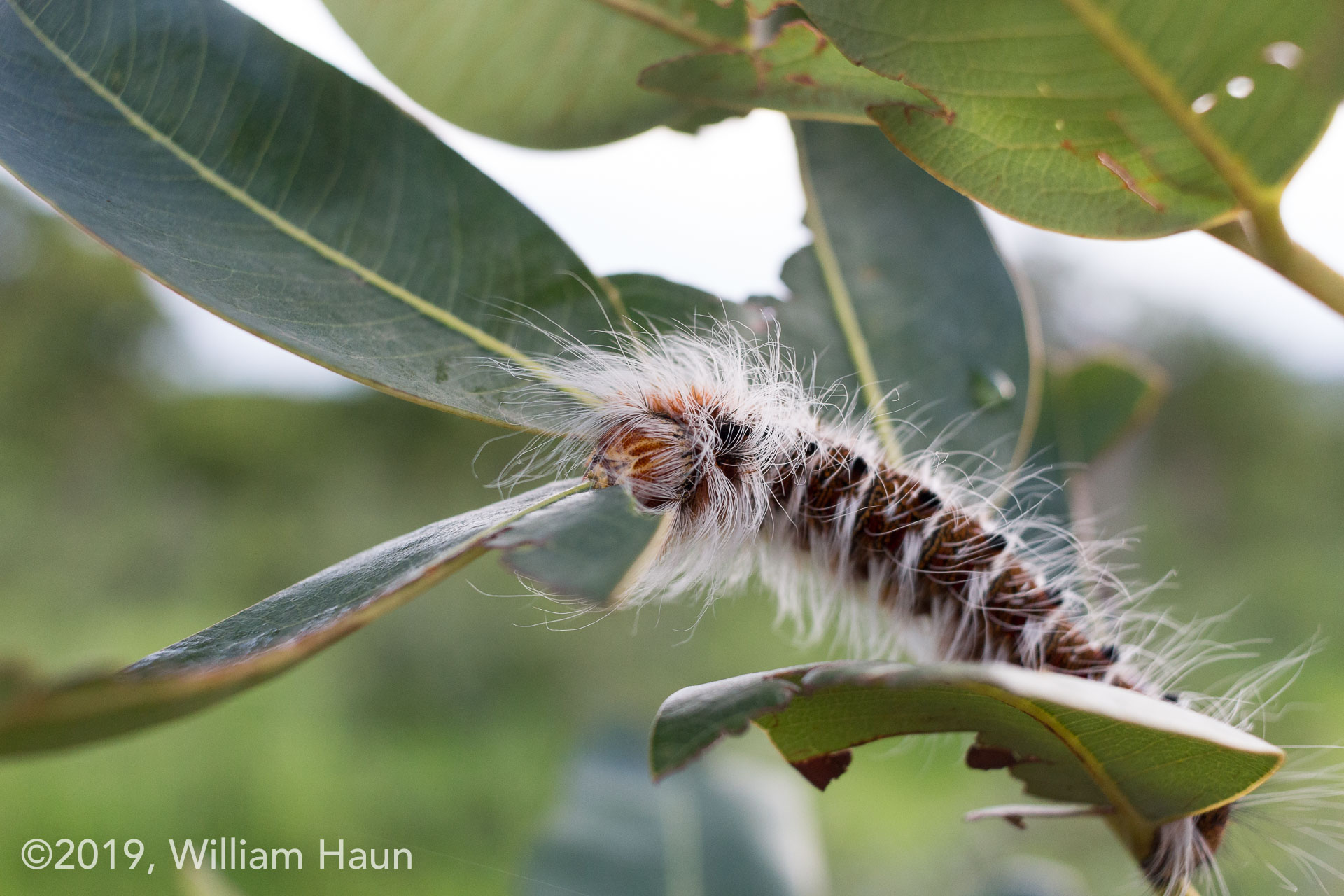 Gambaga Escarpment - Ghana's North East Region