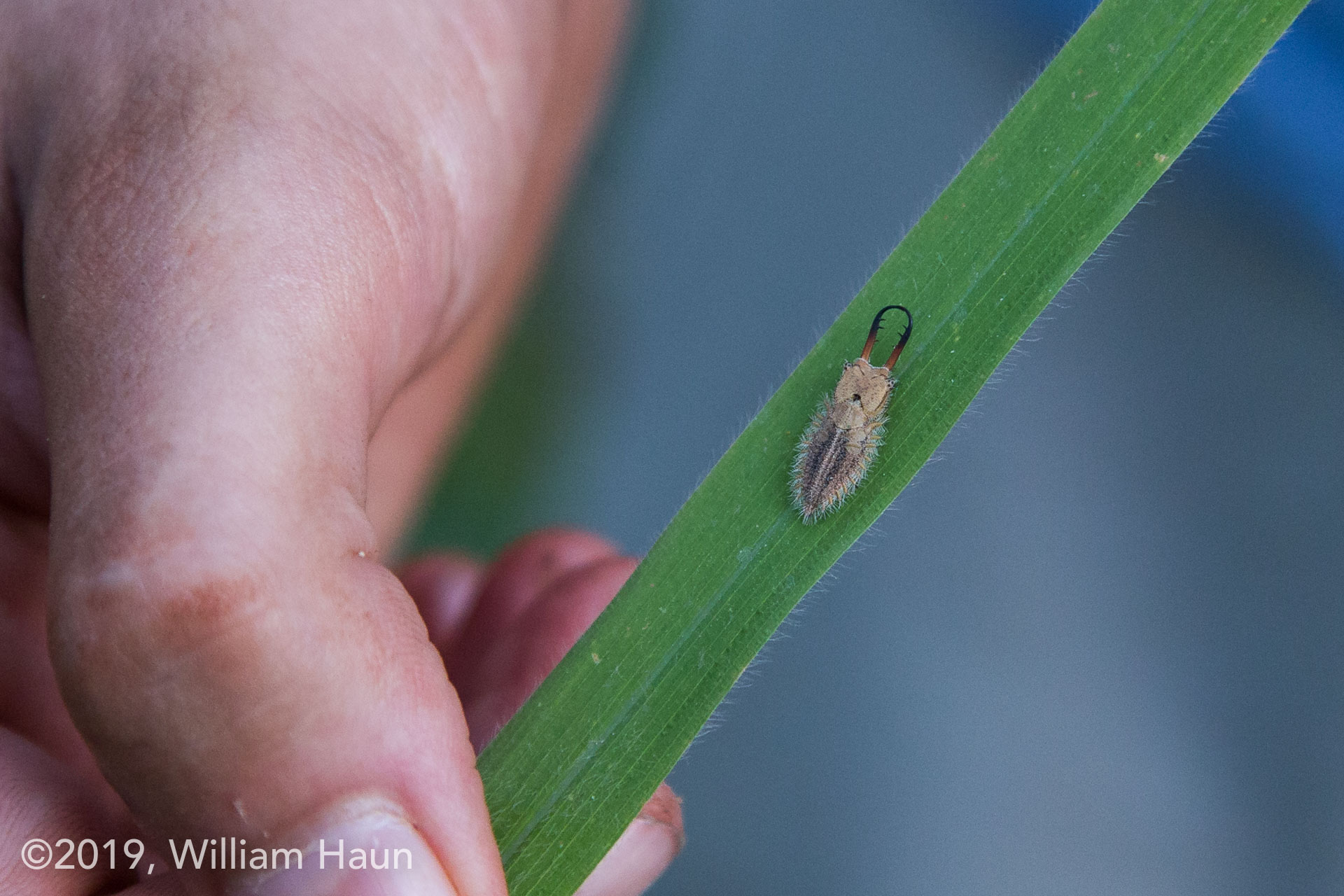 Gambaga Escarpment - Ghana's North East Region