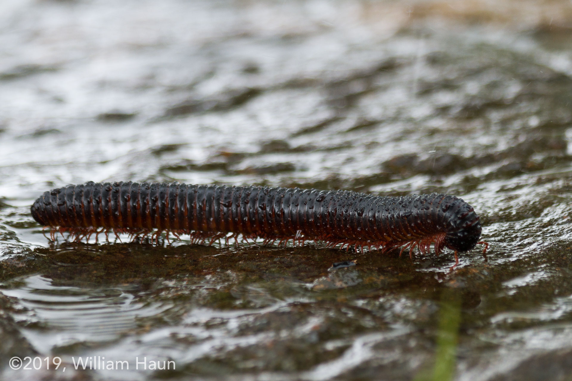 Gambaga Escarpment - Ghana's North East Region